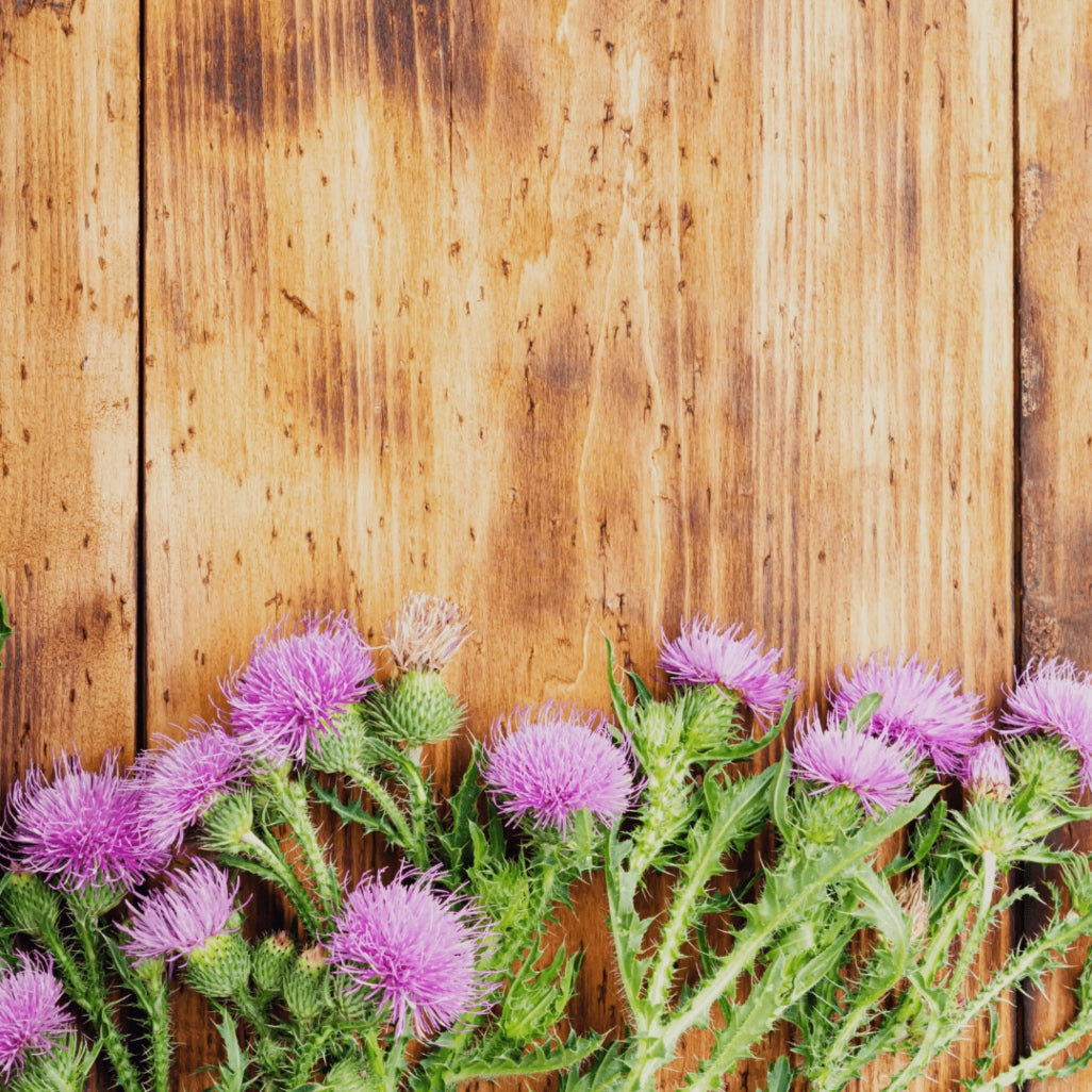 Adaptógenos para desintoxicar tu cuerpo – Quenut.com